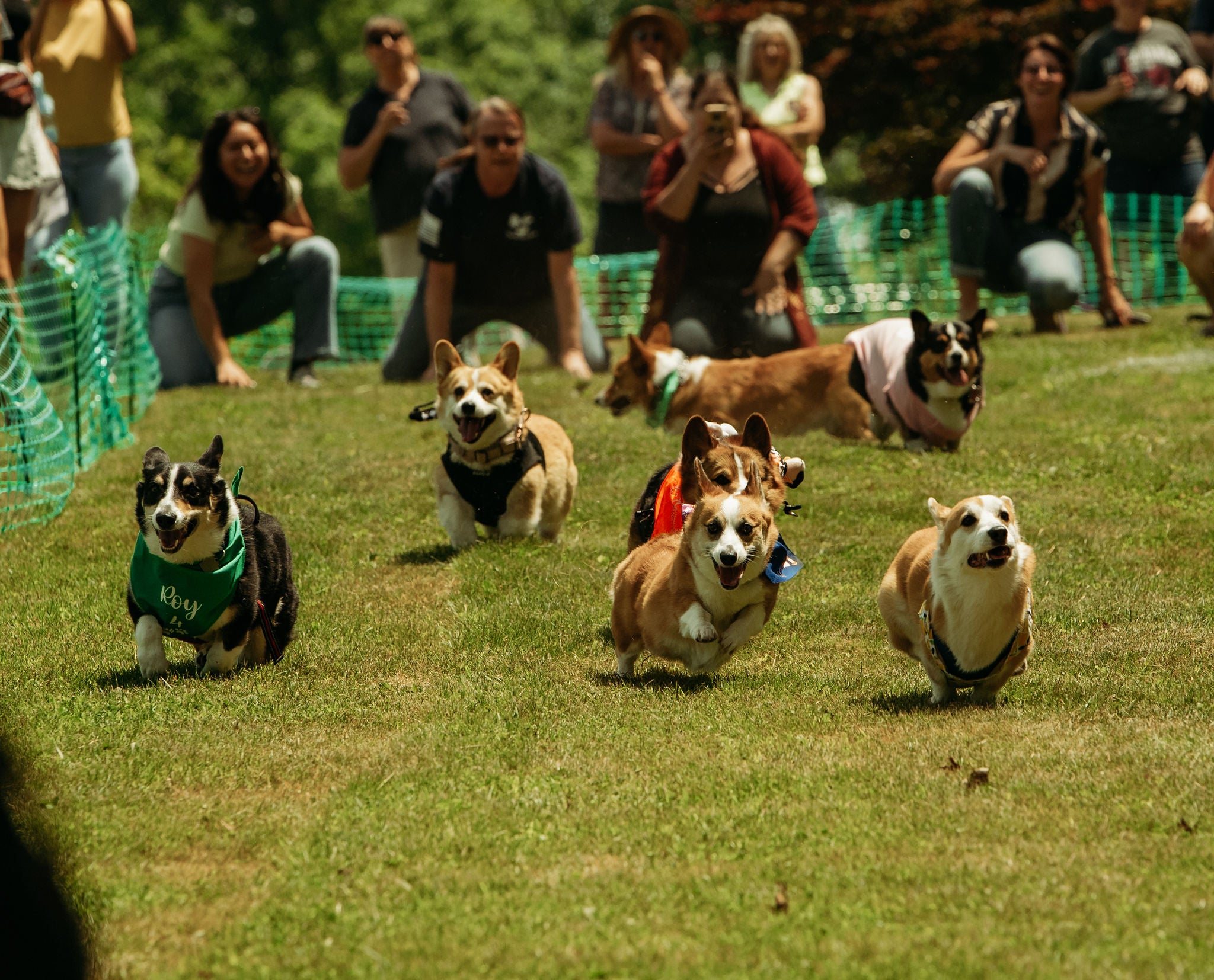corgi running competition