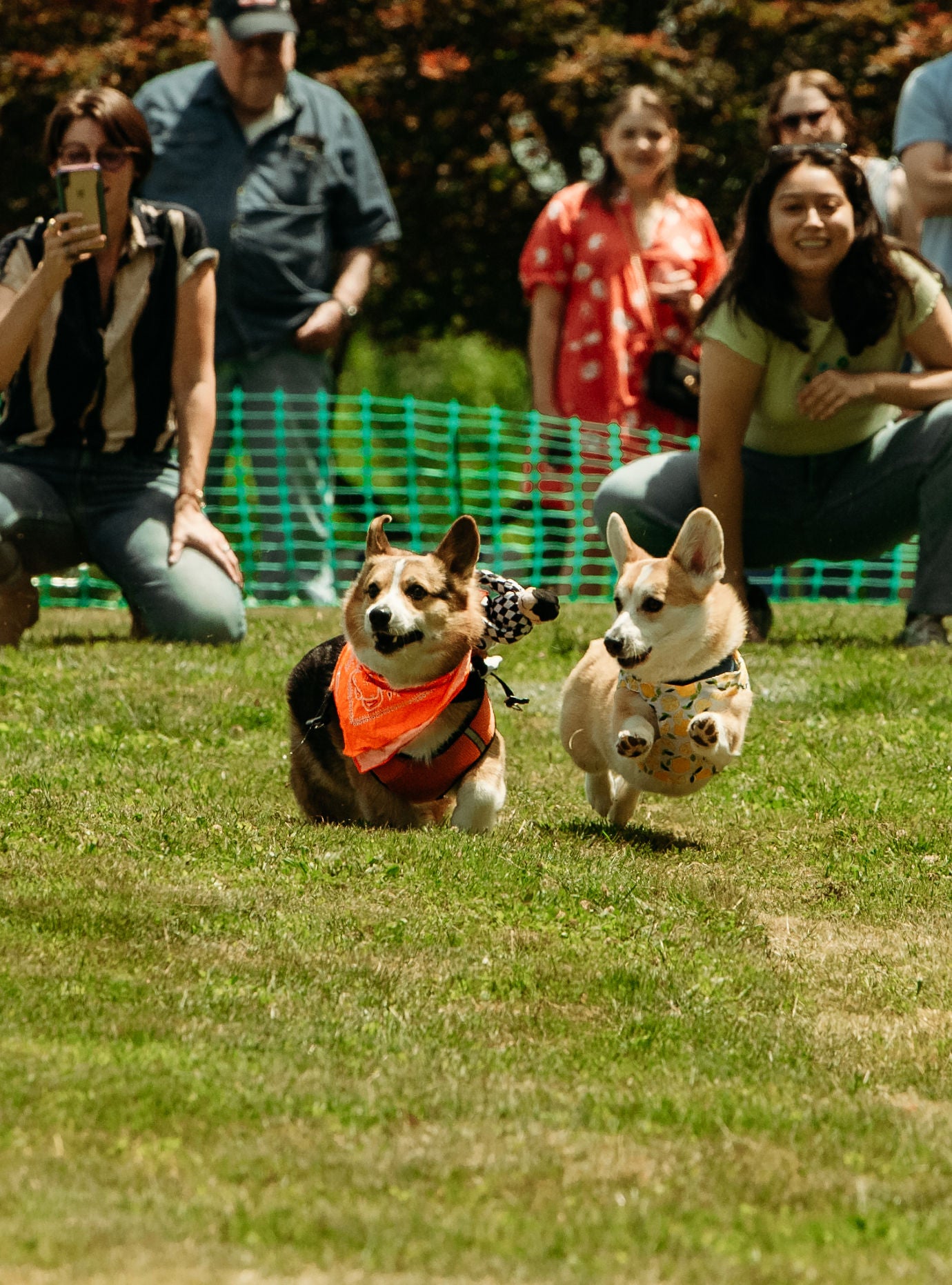 corgi running competition